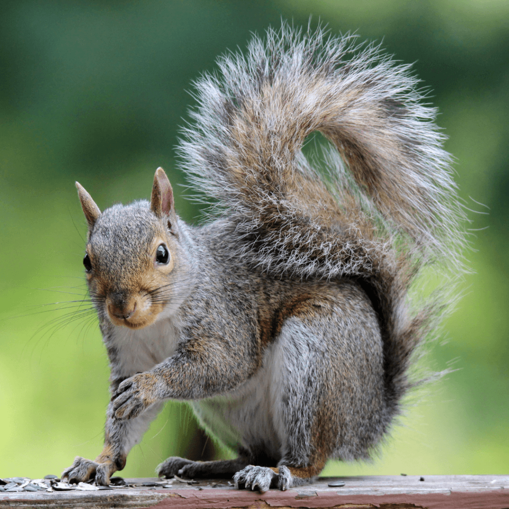 Interesting Facts About Squirrels | Updated: December 2025