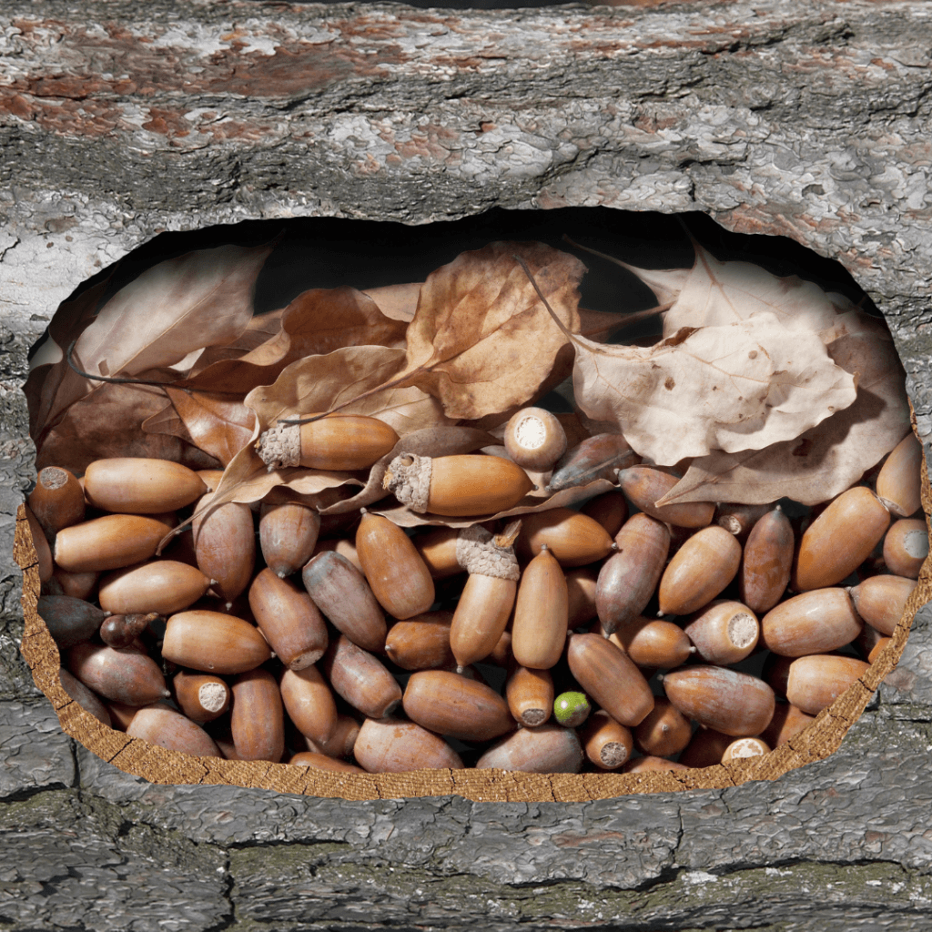 Interesting Facts About Squirrels | Updated: December 2025