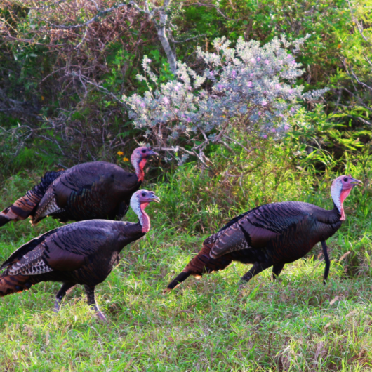 All About Wild Turkeys - A Large, Shy Bird | Updated In 2025