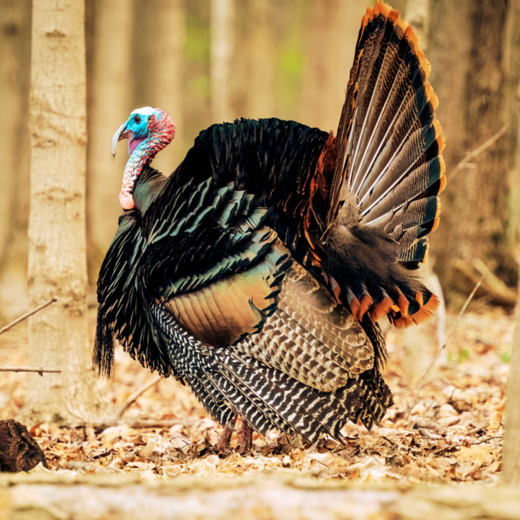 All About Wild Turkeys - A Large, Shy Bird | Updated In 2025