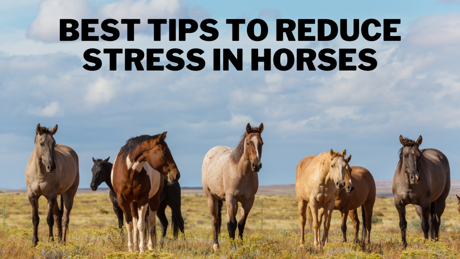 Best Tips To Reduce Stress In Horses In 2025