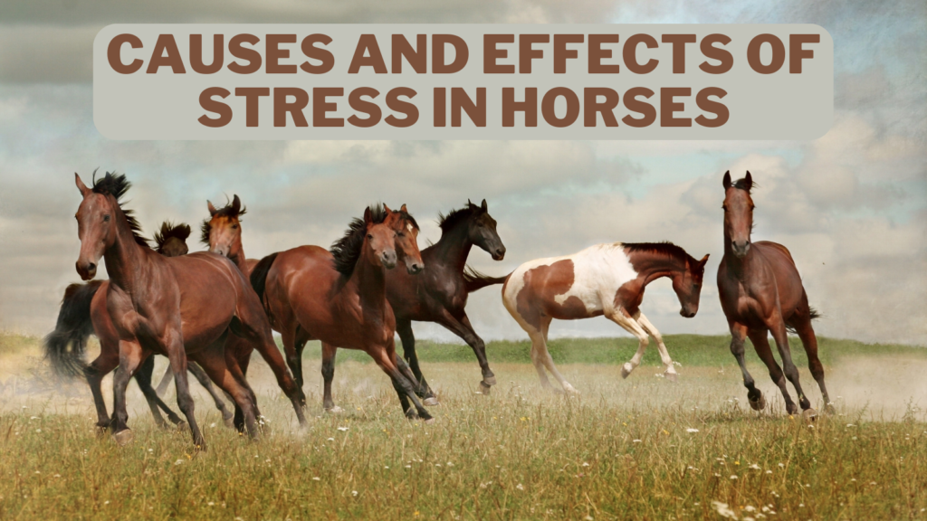 Causes And Effects Of Stress In Horses | Updated In 2025