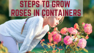 9 Easy Steps To Grow Roses In Containers | Close To Nature