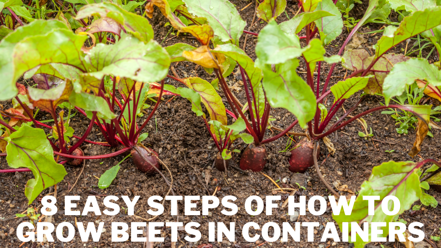 8 Easy Steps Of How To Grow Beets In Containers In 2026