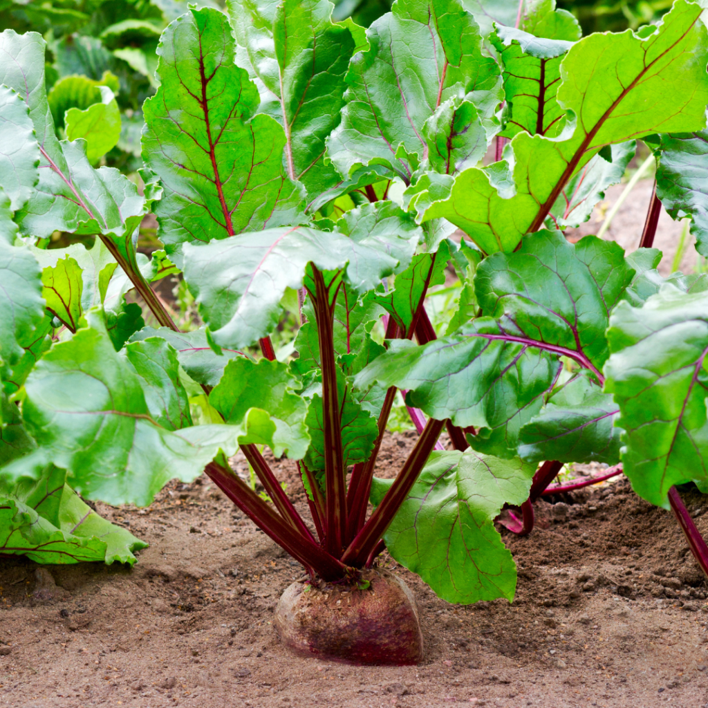 8 Easy Steps Of How To Grow Beets In Containers In 2025