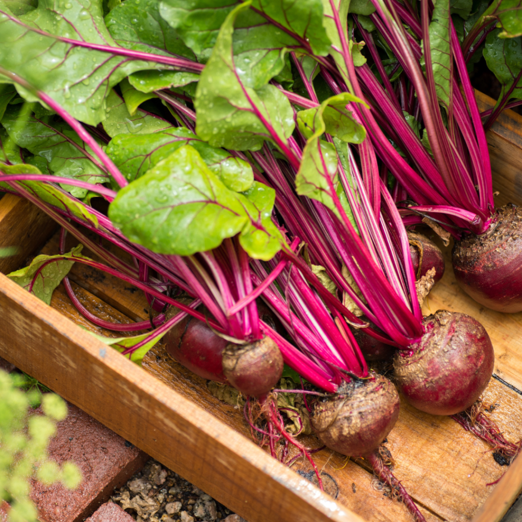 8 Easy Steps Of How To Grow Beets In Containers In 2025