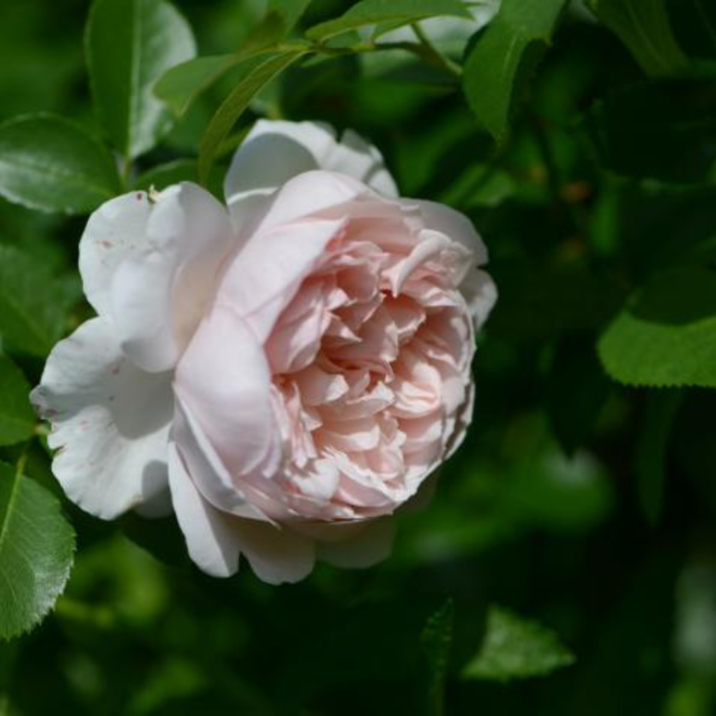 9 Easy Steps To Grow Roses In Containers | Close To Nature