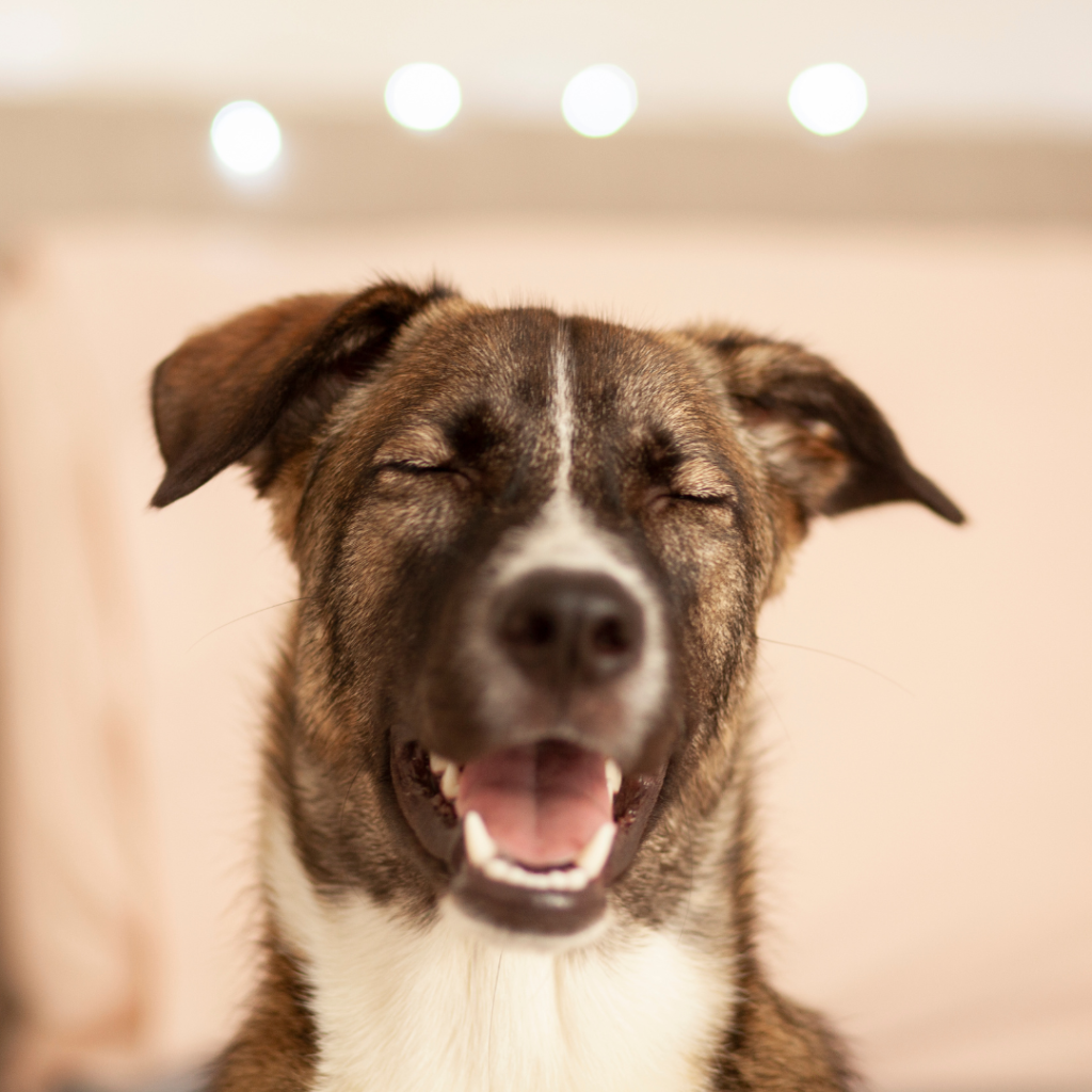 Best Male Dog Names With Meaning 2025 | Close To Nature