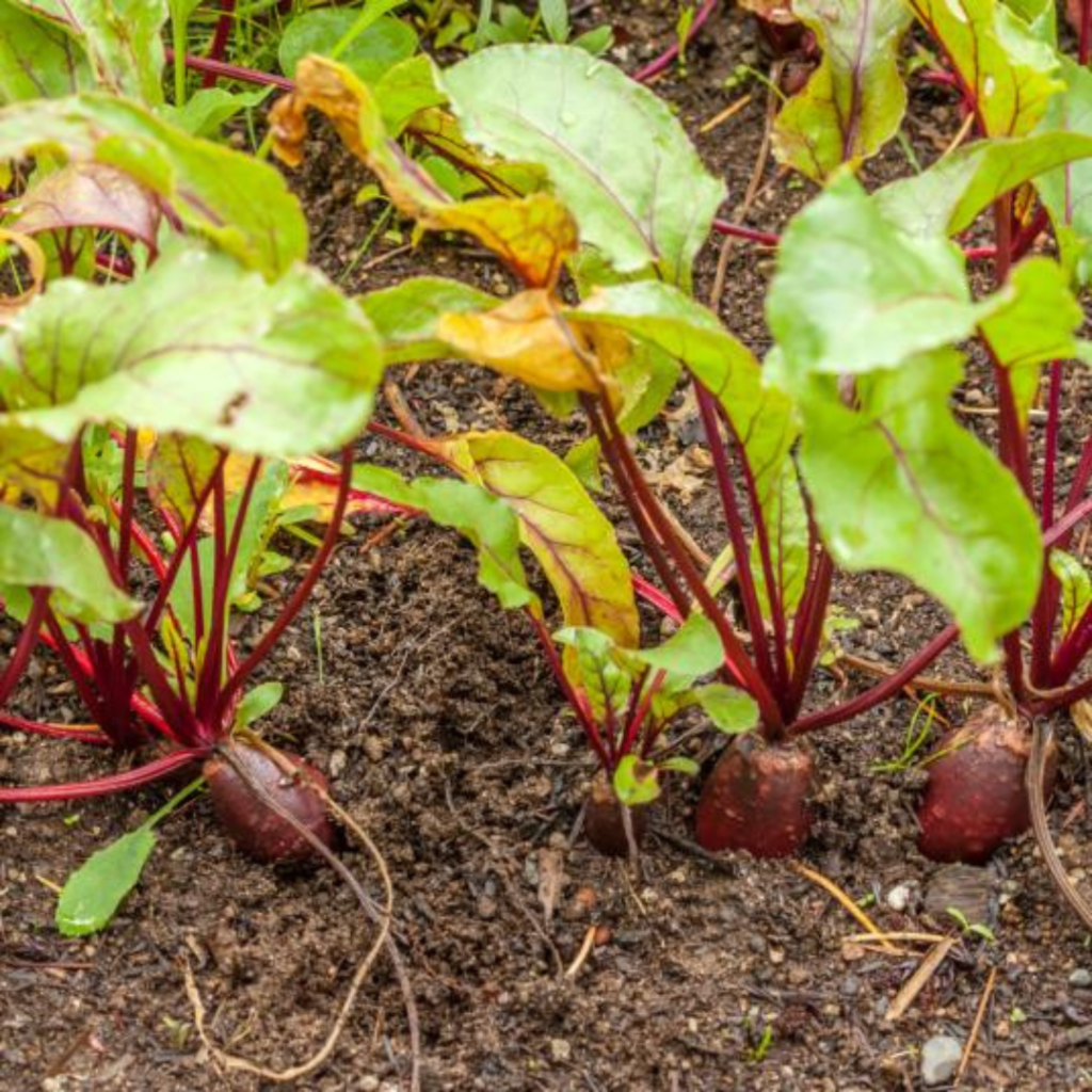 8 Easy Steps Of How To Grow Beets In Containers In 2025