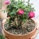 9 Easy Steps To Grow Roses In Containers | Close To Nature