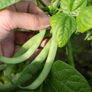 7 Best Steps Of Growing Beans In Containers | Close To Nature