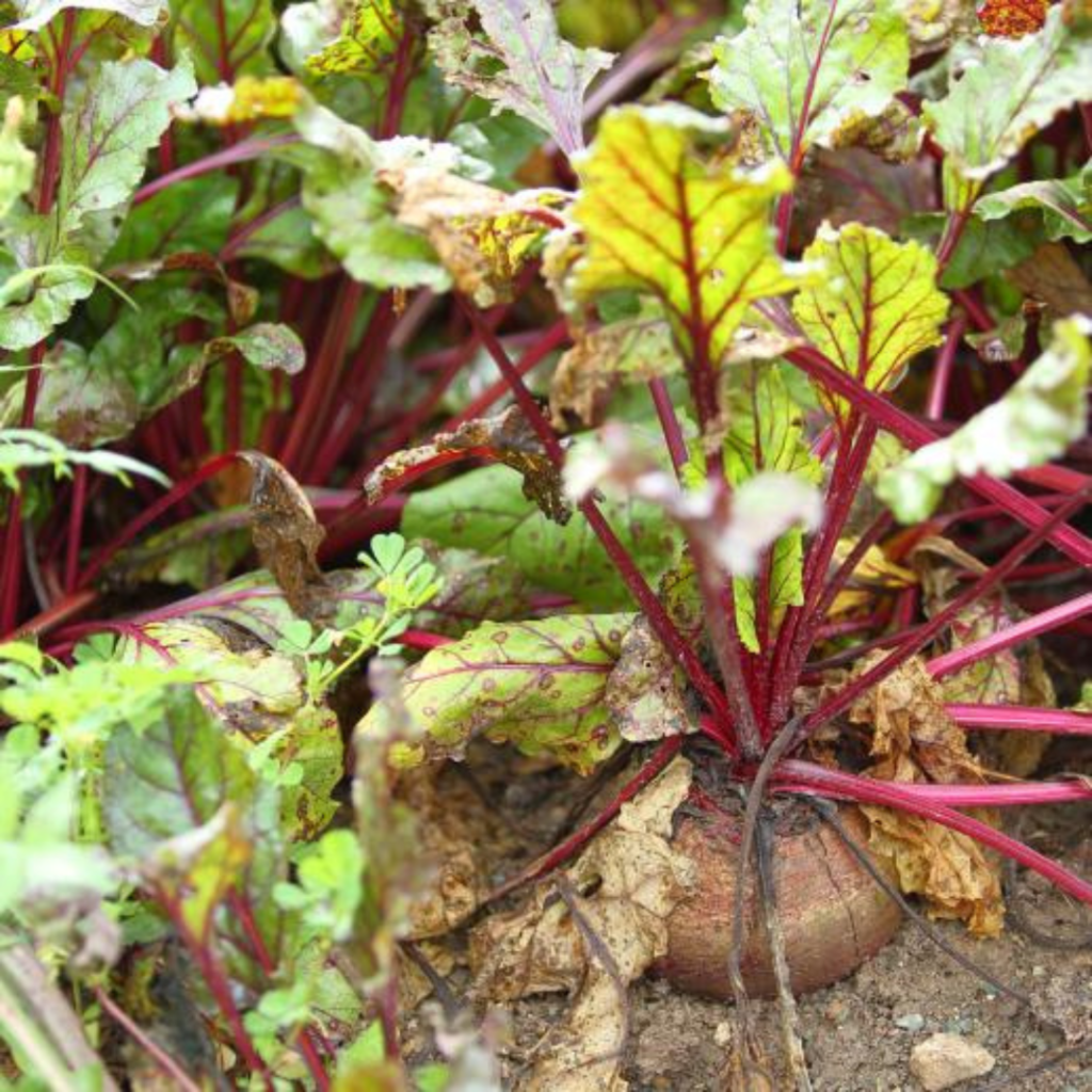 8 Easy Steps Of How To Grow Beets In Containers In 2025