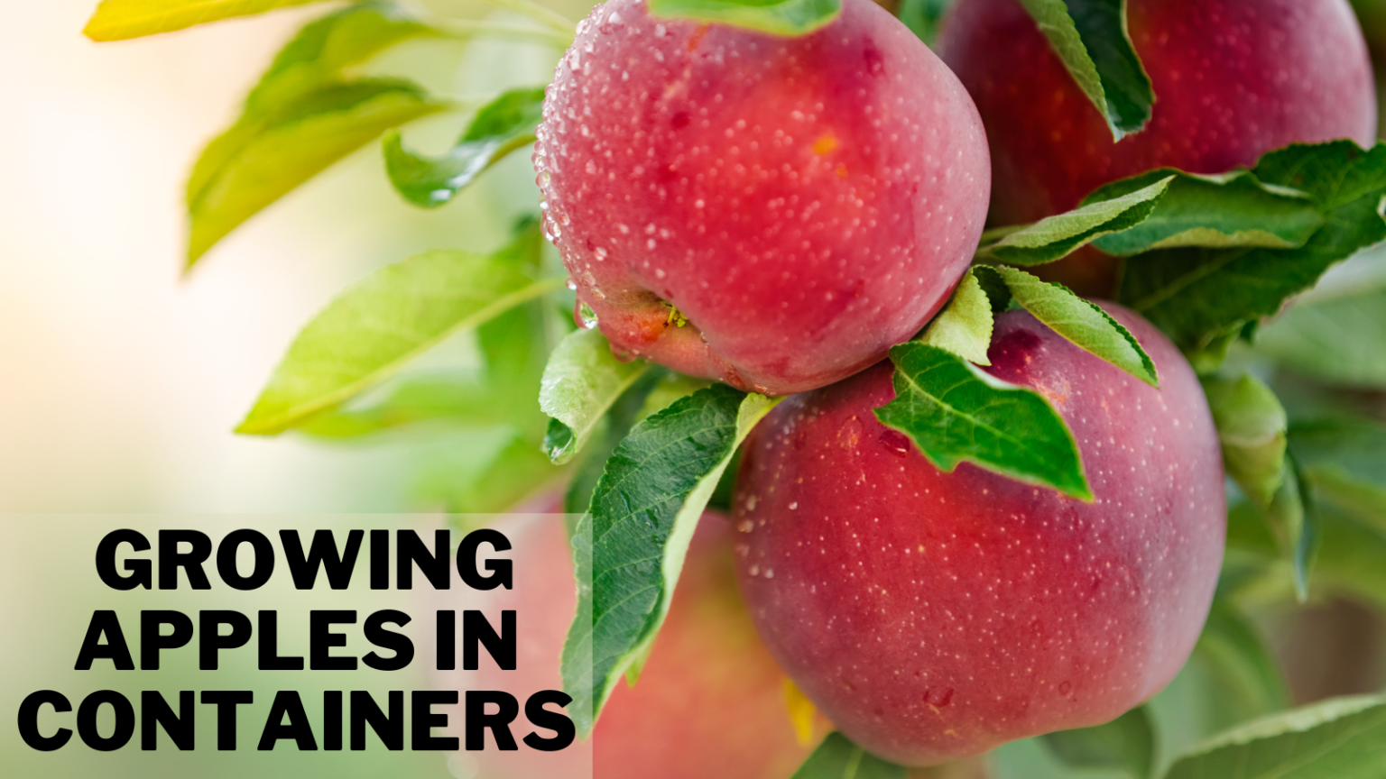 11 Steps Of Growing Apples In Containers | Close To Nature
