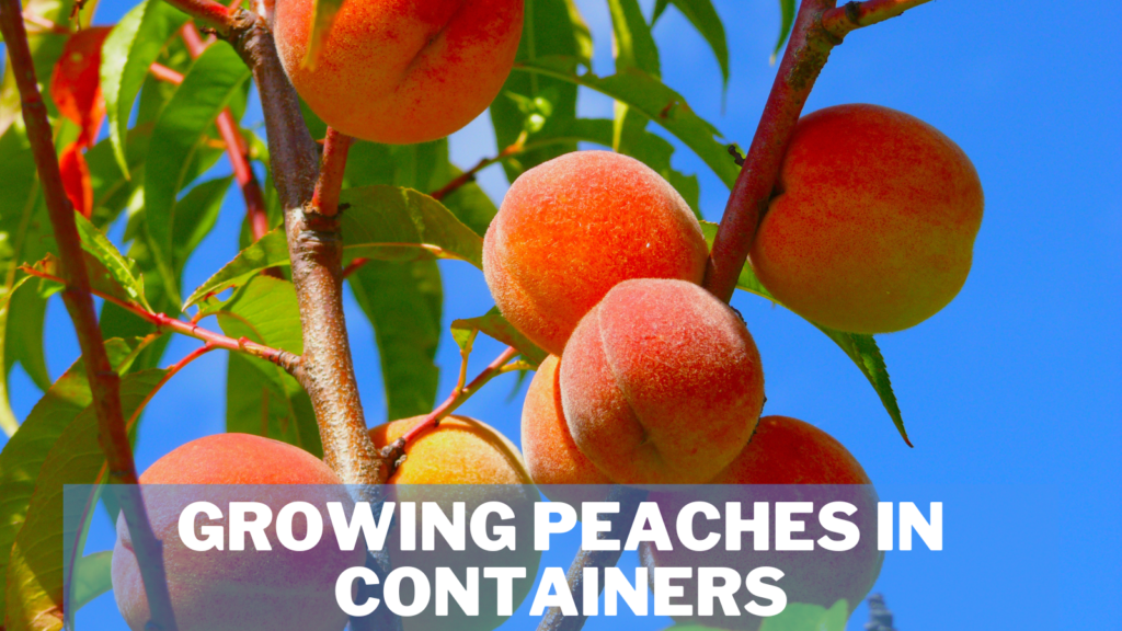 9 Easy Steps Of Growing Peaches In Containers In 2025