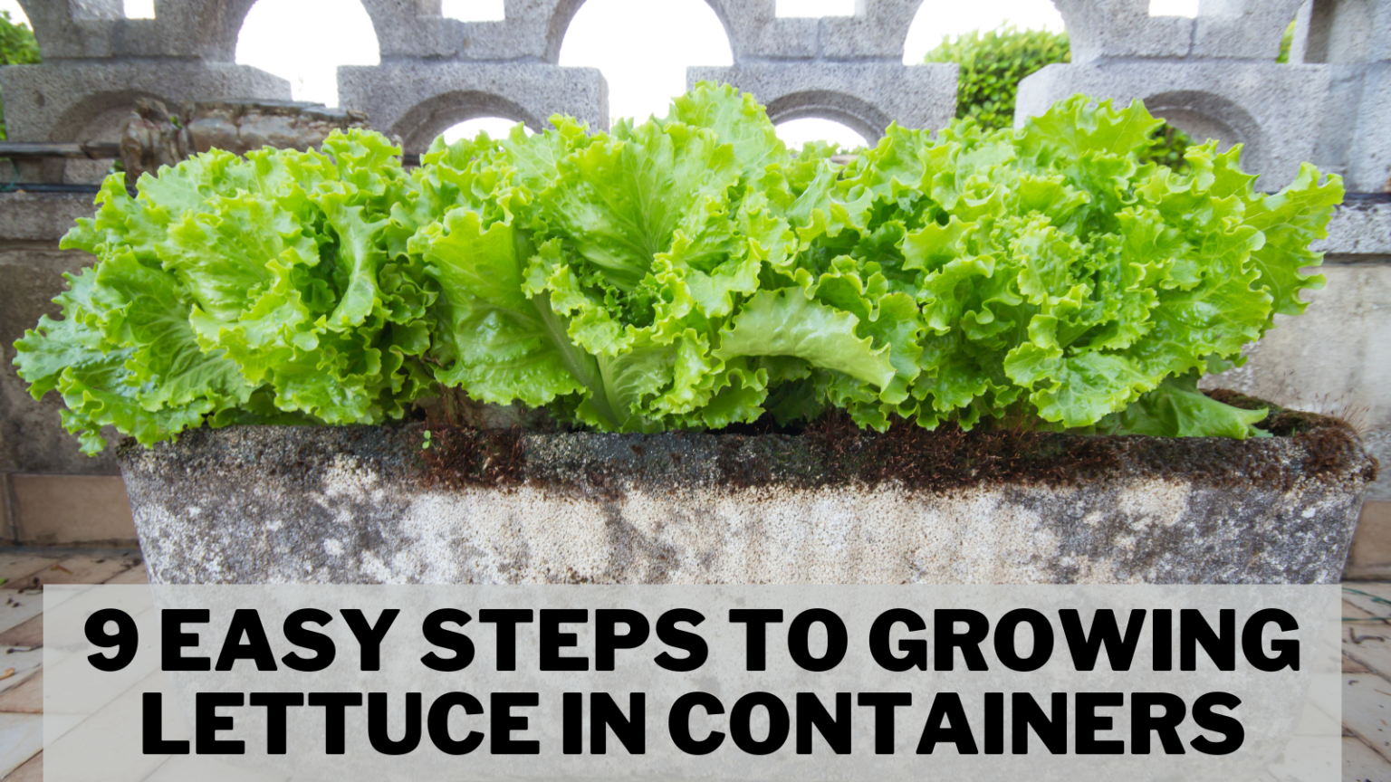 9 Easy Steps To Growing Lettuce In Containers In 2026