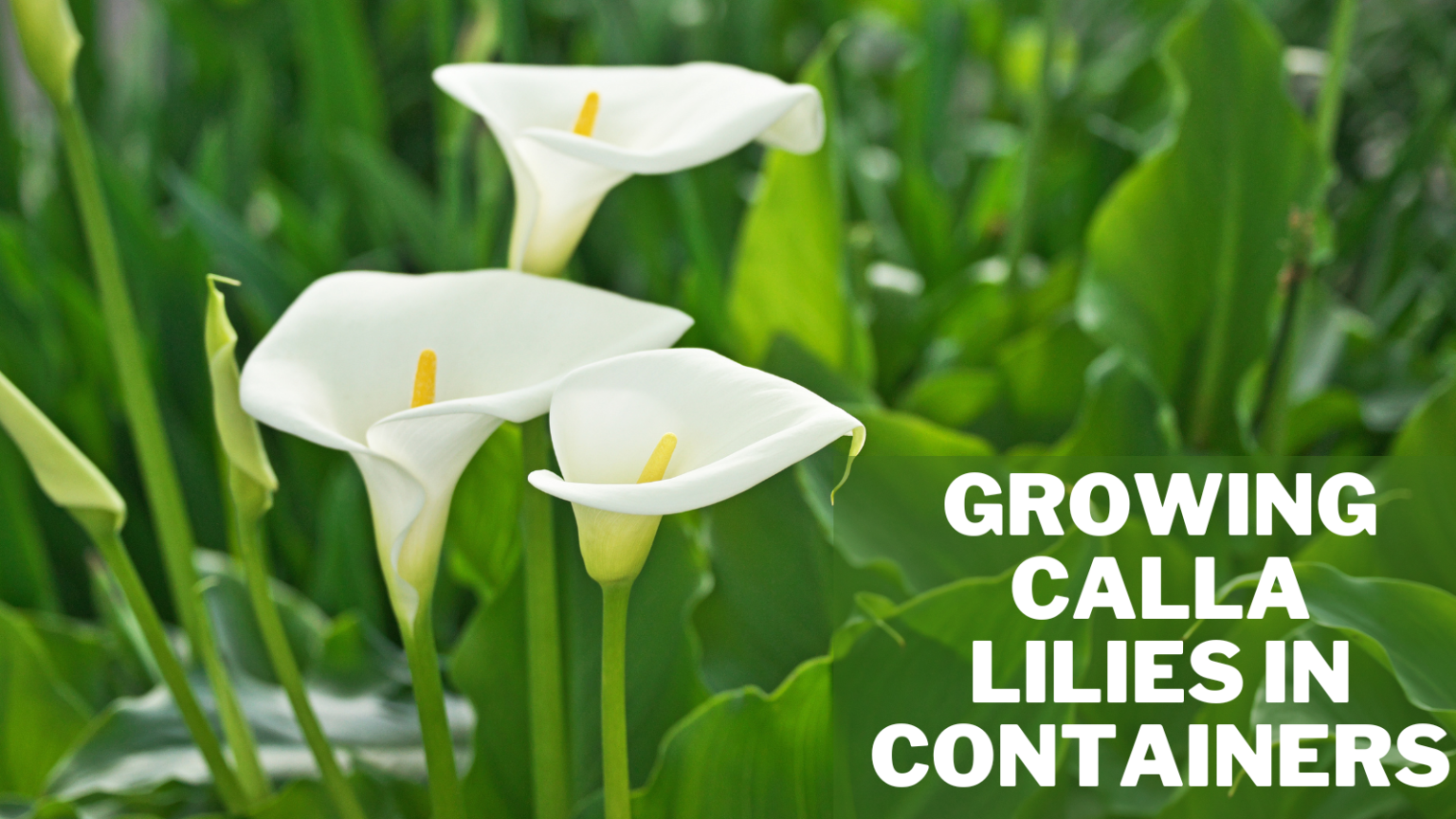 Best Steps Of Growing Calla Lilies In Containers In 2025