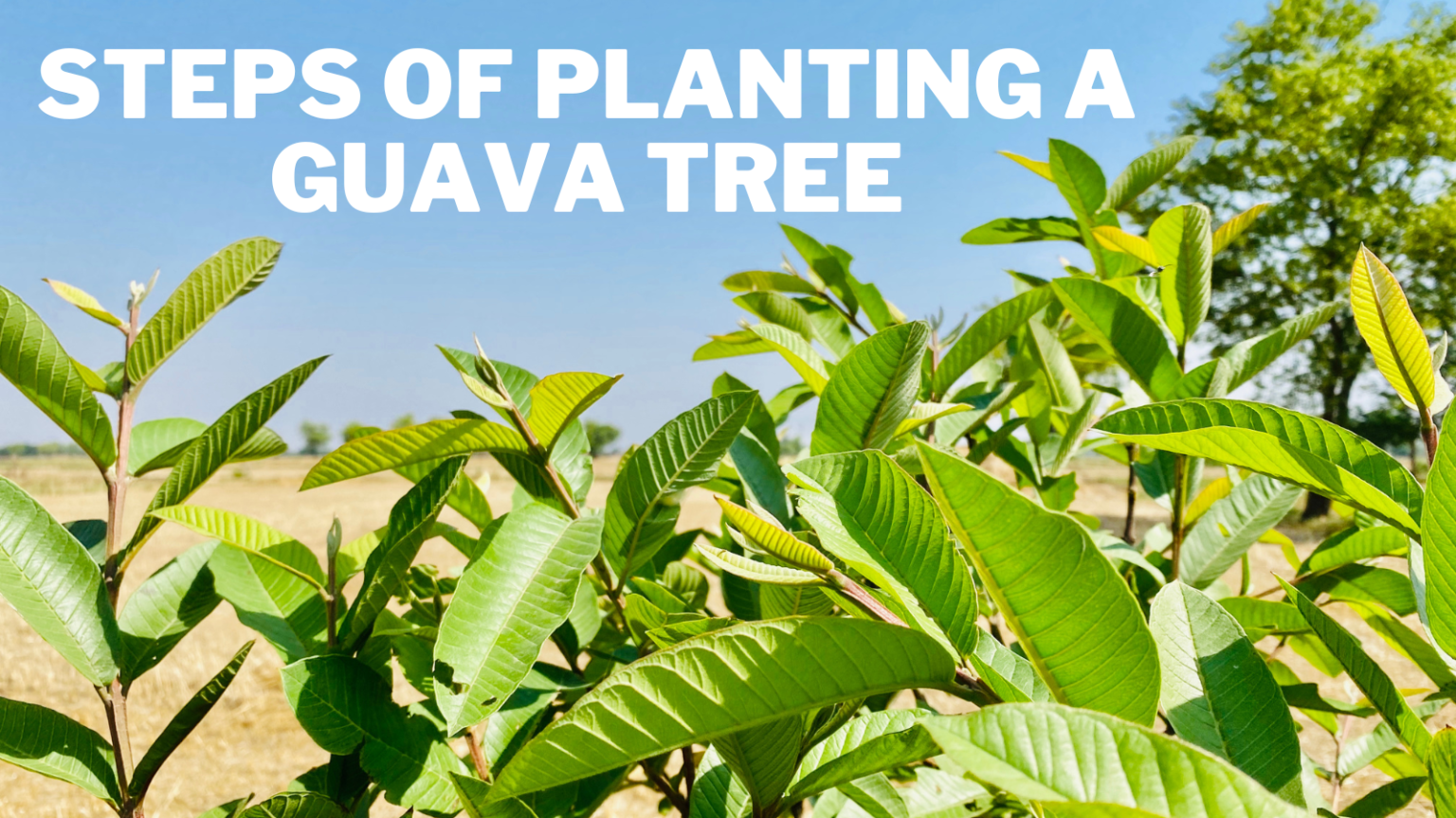 Easy Steps Of Planting A Guava Tree In 2025 | Close To Nature