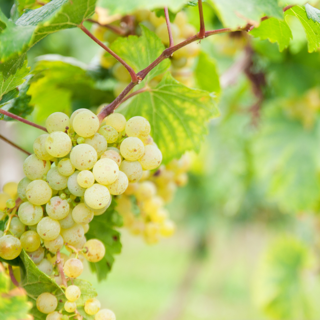 9 Steps Of Growing Grapes In Pots In 2025 | Close To Nature