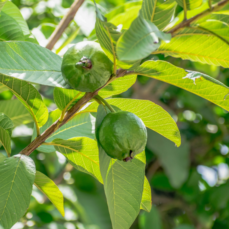 Easy Steps Of Planting A Guava Tree In 2025 | Close To Nature
