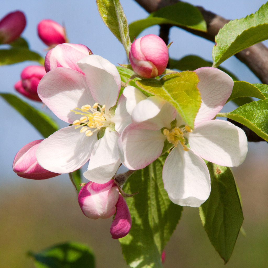11 Steps Of Growing Apples In Containers | Close To Nature
