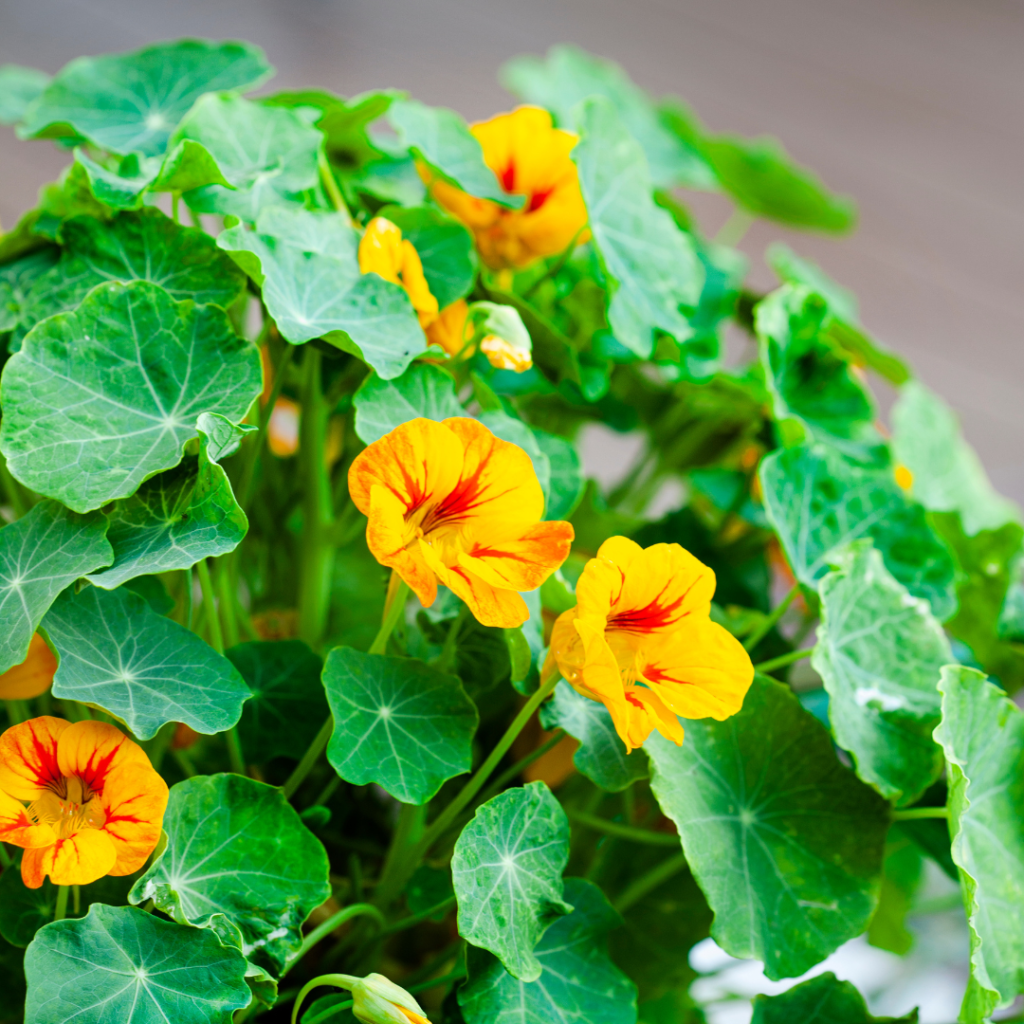 How To Grow Nasturtium Flowers In Containers 2025