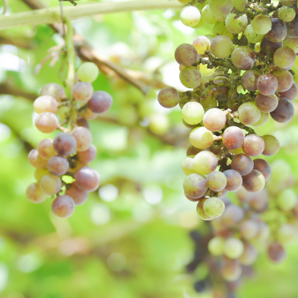 9 Steps Of Growing Grapes In Pots In 2025 | Close To Nature