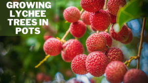 Super Easy Ways Of Growing Lychee Trees In Pots In 2025