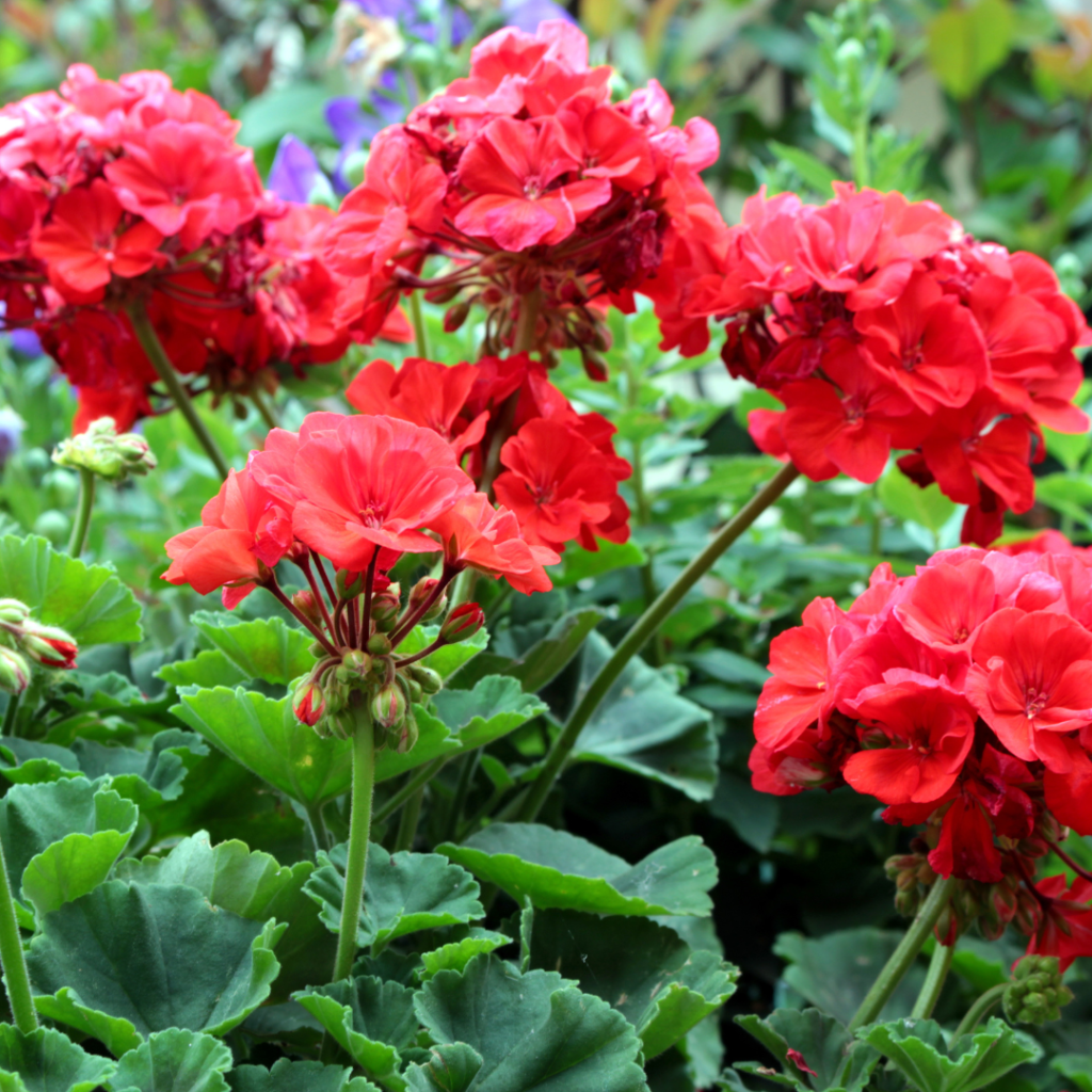 Top 8 Common Steps Of Growing Geraniums | Close To Nature