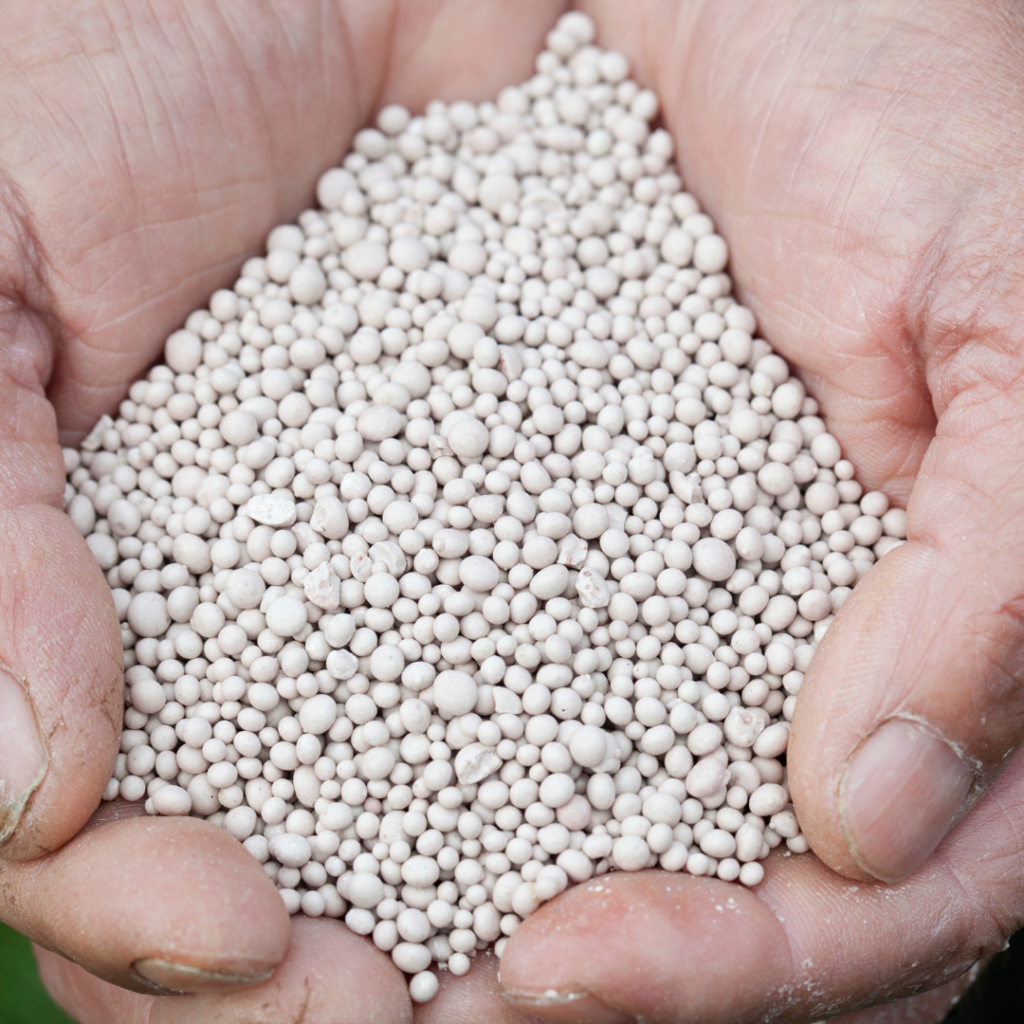 5 Easy Steps Of Growing Fuchsia Flowers In Pots In 2025