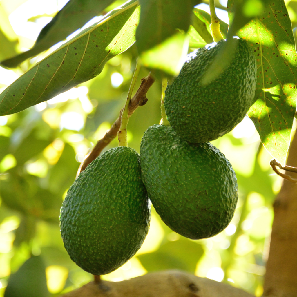 12 Easy Steps Of Growing Avocado Trees In Containers