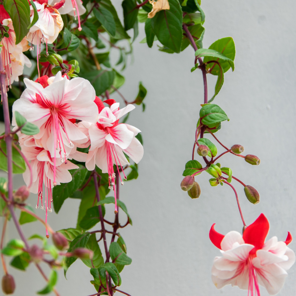 5 Easy Steps Of Growing Fuchsia Flowers In Pots In 2025