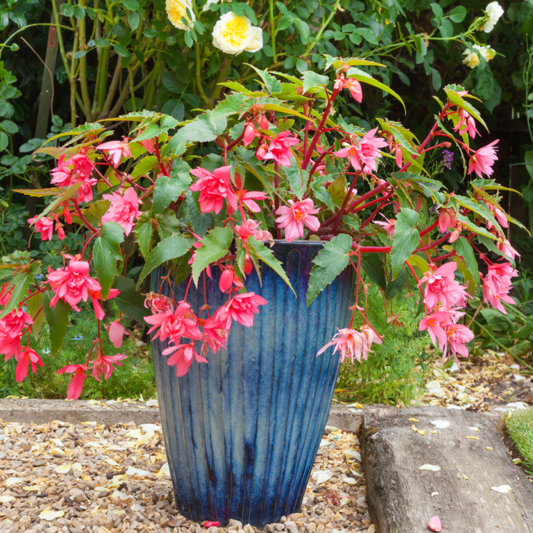 5 Easy Steps Of Growing Fuchsia Flowers In Pots In 2025