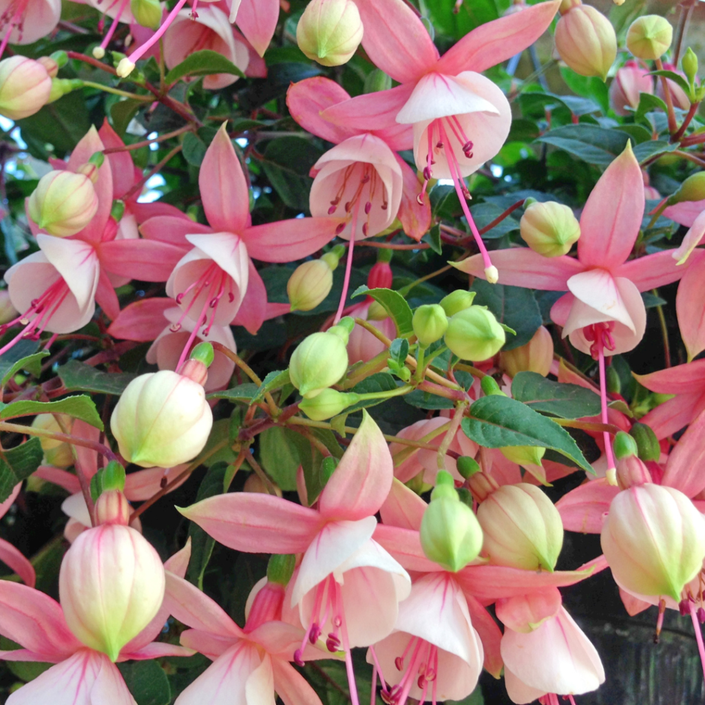 5 Easy Steps Of Growing Fuchsia Flowers In Pots In 2025