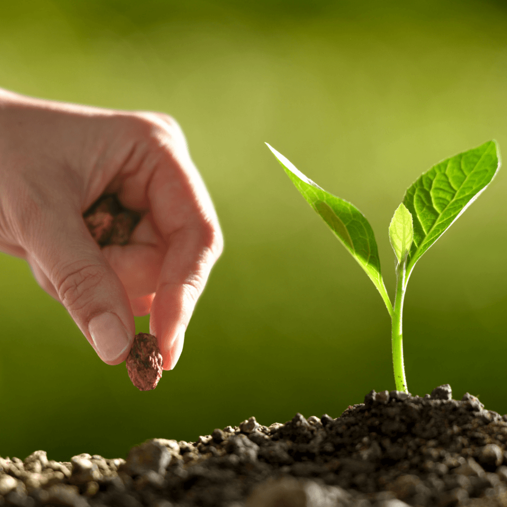 Best Tips To Prepare Plants For A Vegetable Garden In 2025