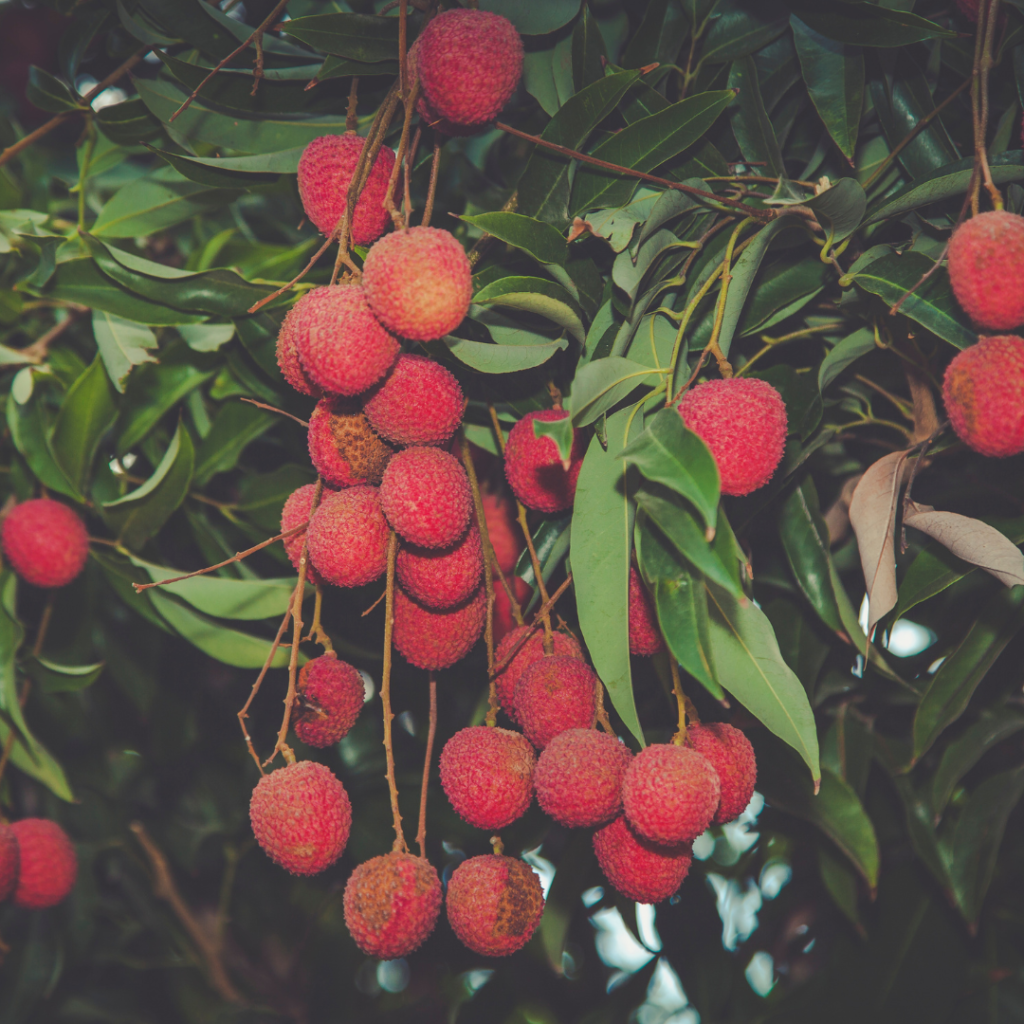 Super Easy Ways Of Growing Lychee Trees In Pots In 2025