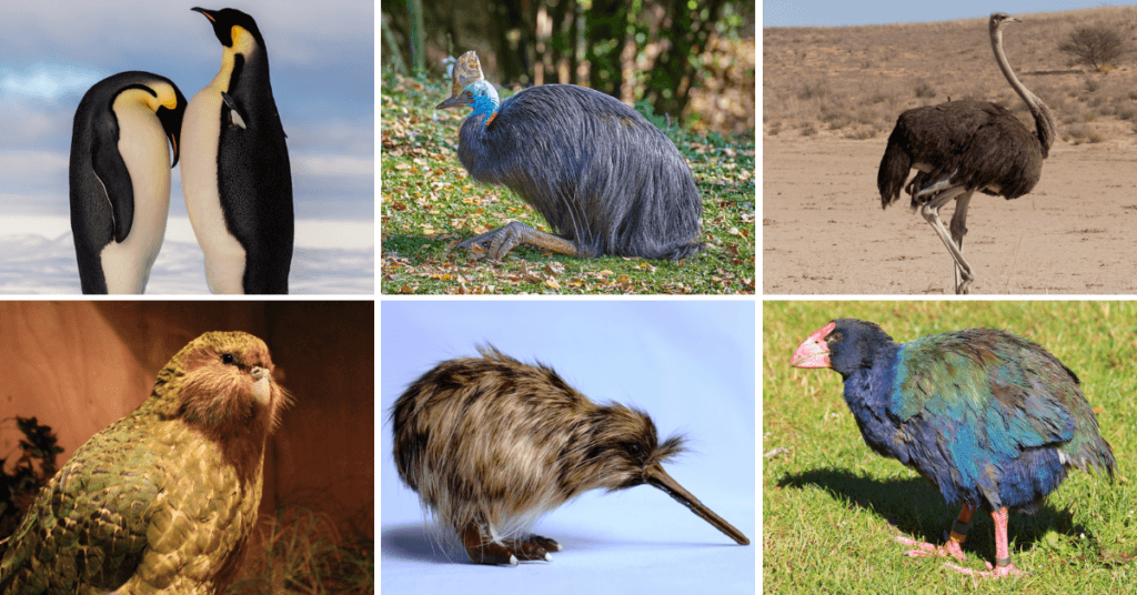 Pet Birds That Do Not Fly 2026 | Close To Nature