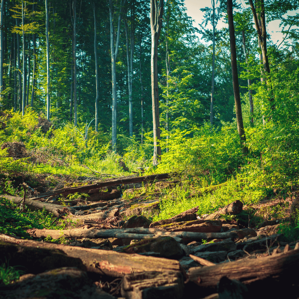 Does Nature Relieve Stress In 2025 | Close To Nature