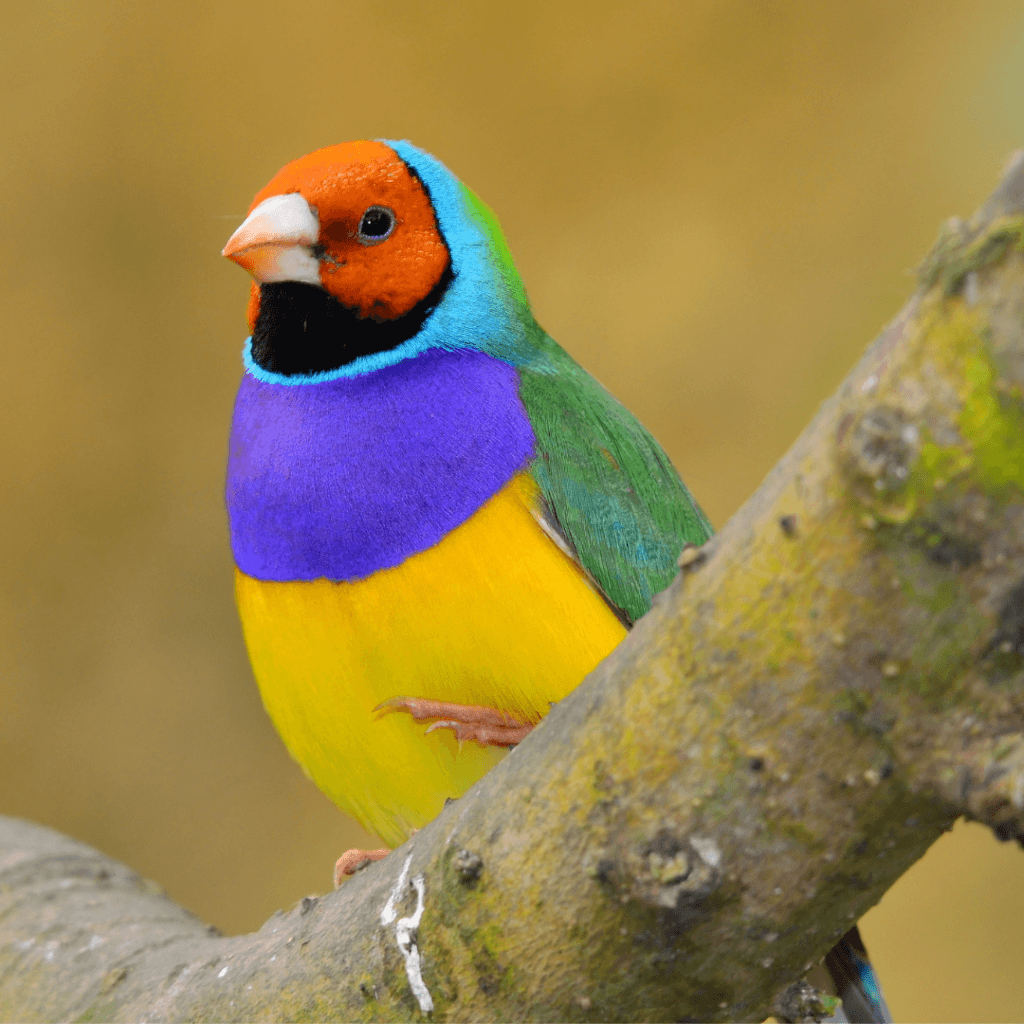 Best Pet Birds To Keep At Home In 2026 | Close To Nature