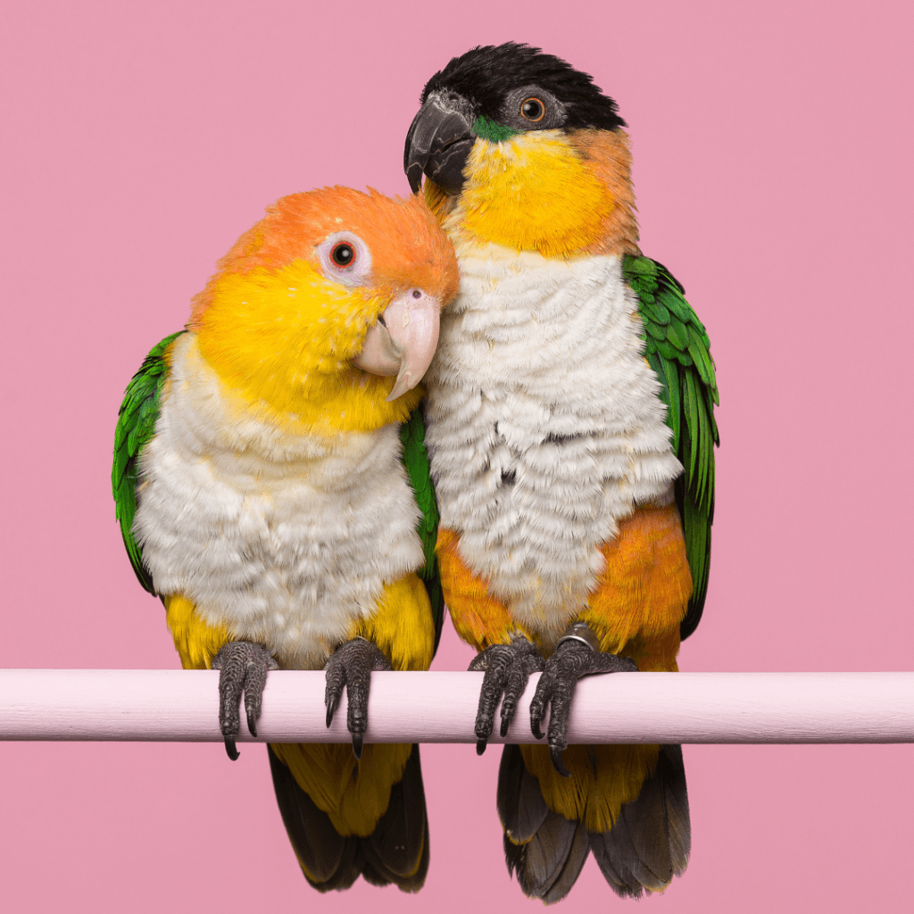 Best Pet Birds To Keep At Home In 2026 | Close To Nature