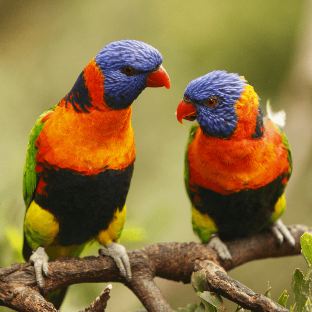 Best Pet Birds To Keep At Home In 2026 | Close To Nature