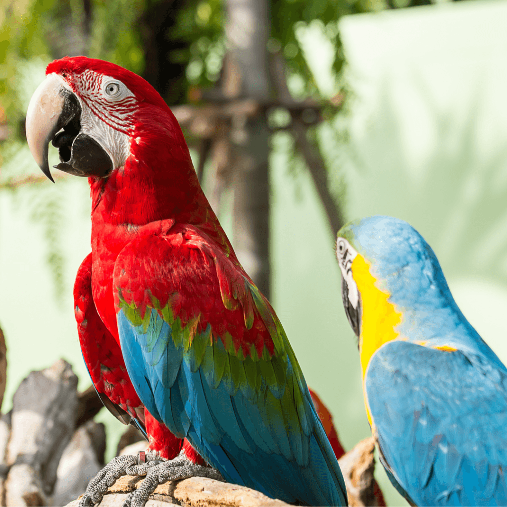 Best Pet Birds To Keep At Home In 2026 | Close To Nature