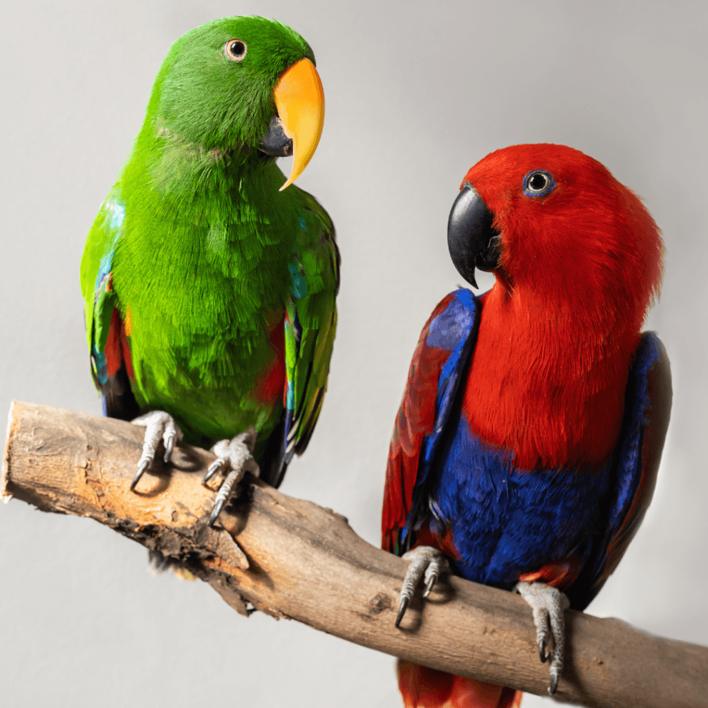 Best Pet Birds To Keep At Home In 2026 | Close To Nature