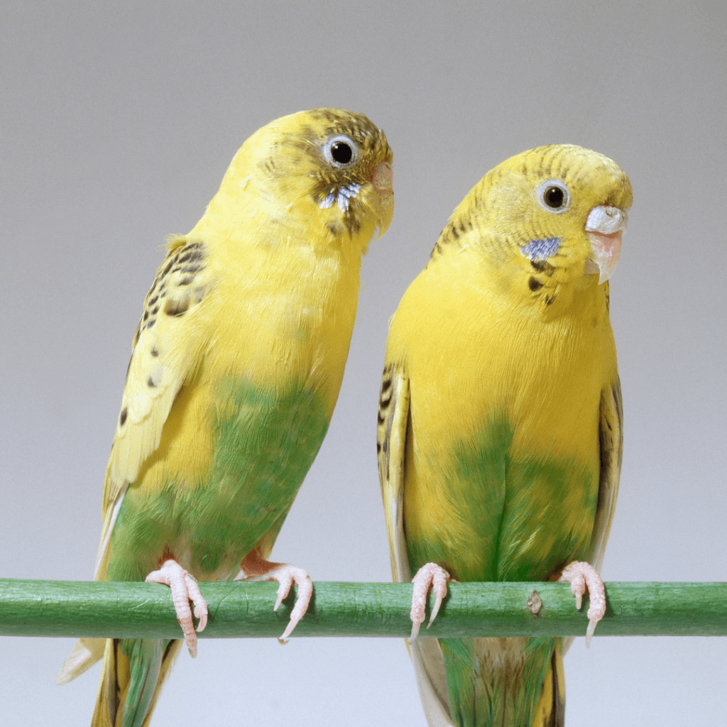 Best Pet Birds To Keep At Home In 2026 | Close To Nature