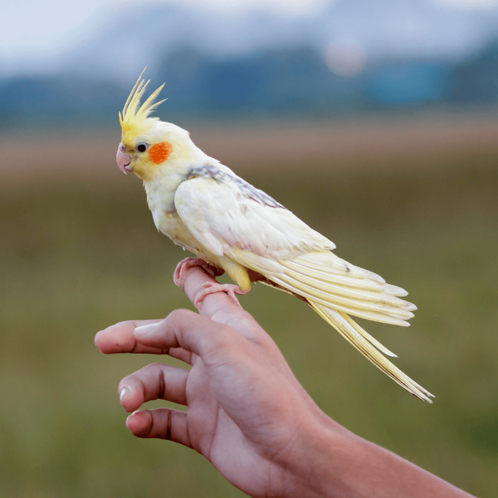 Best Pet Birds To Keep At Home In 2026 | Close To Nature
