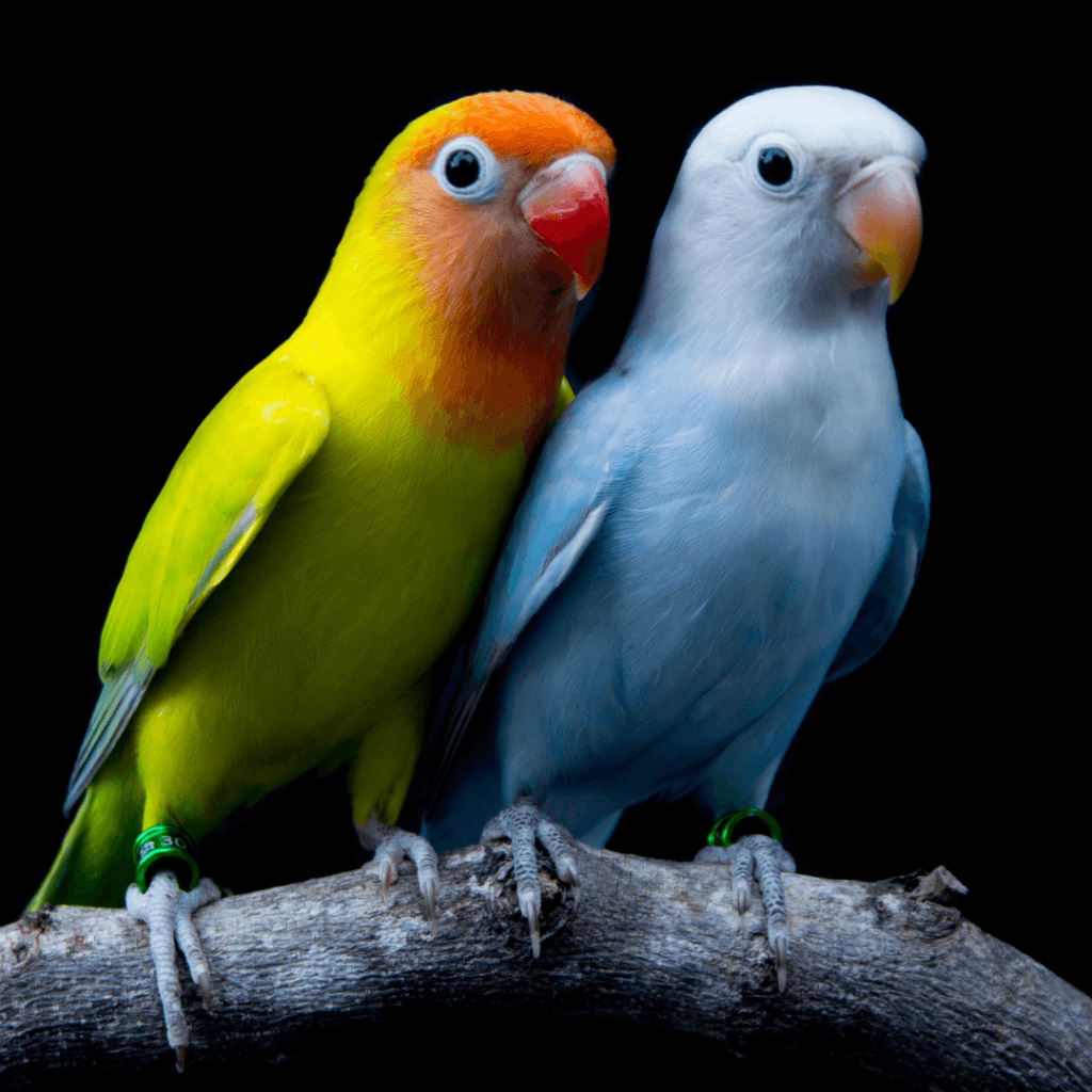 Best Pet Birds To Keep At Home In 2026 | Close To Nature