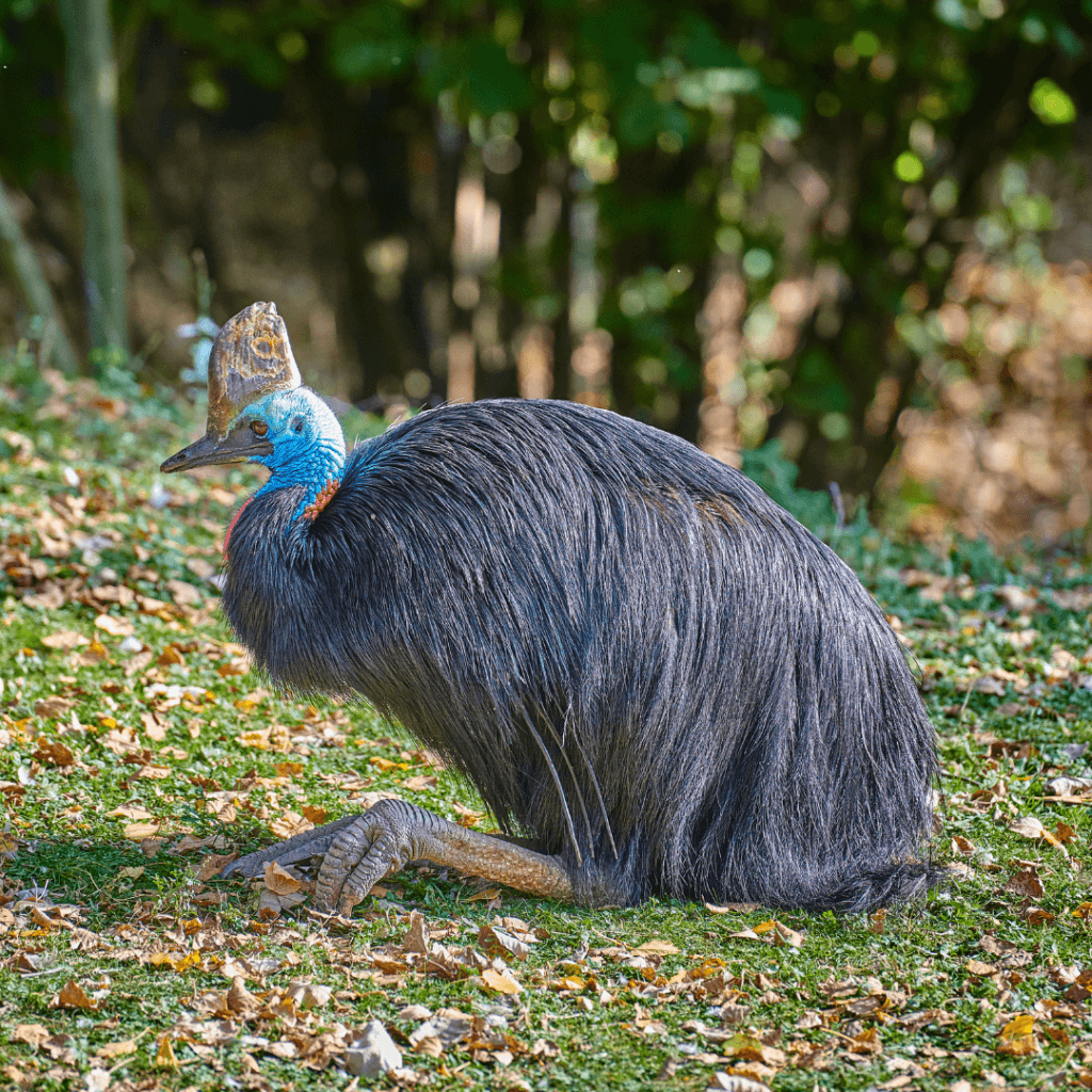 Pet Birds That Do Not Fly 2025 | Close To Nature