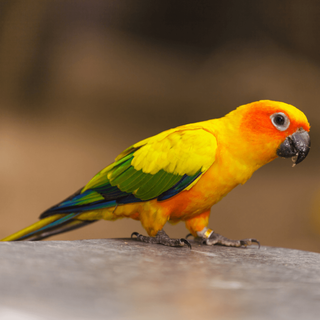Best Pet Birds To Keep At Home In 2026 | Close To Nature