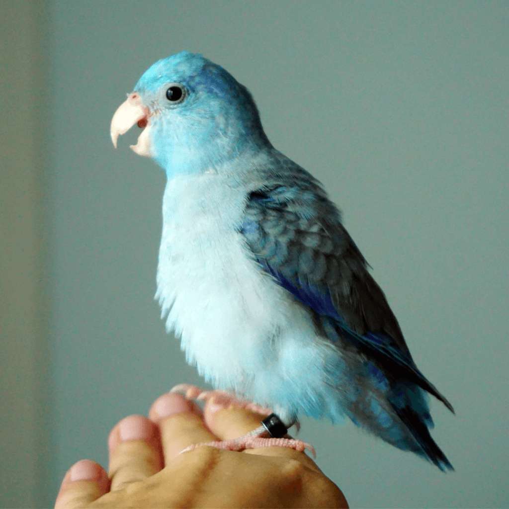 Best Pet Birds To Keep At Home In 2026 | Close To Nature