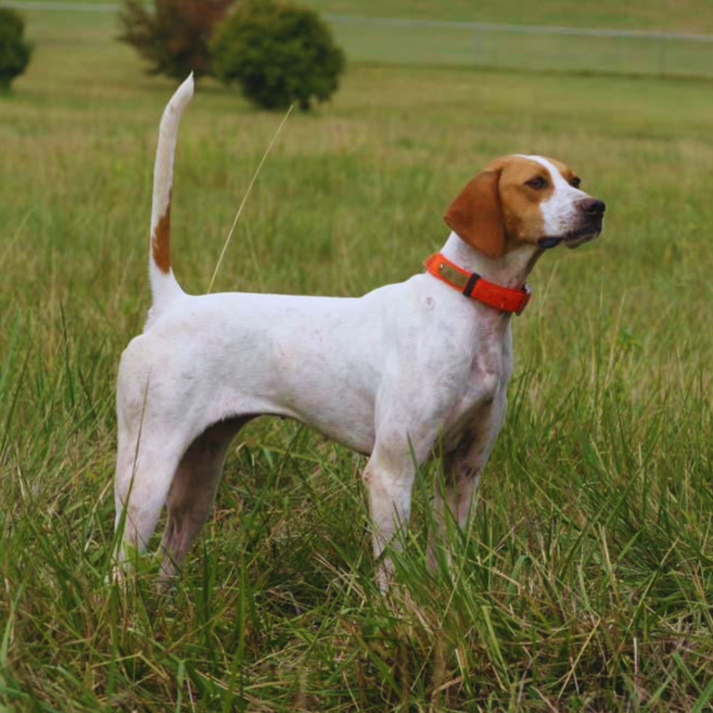 Understanding Dog Tail Language In 2025