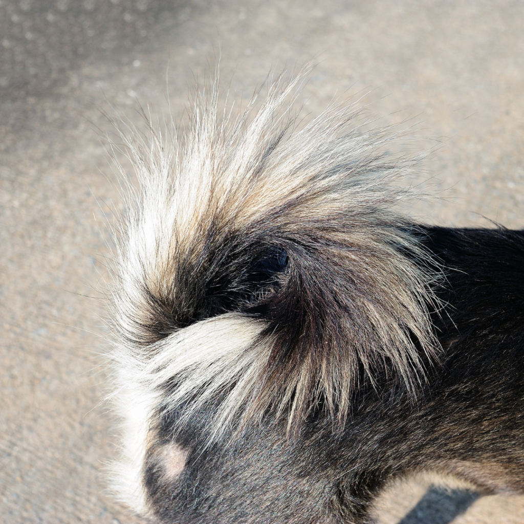 Understanding Dog Tail Language In 2025